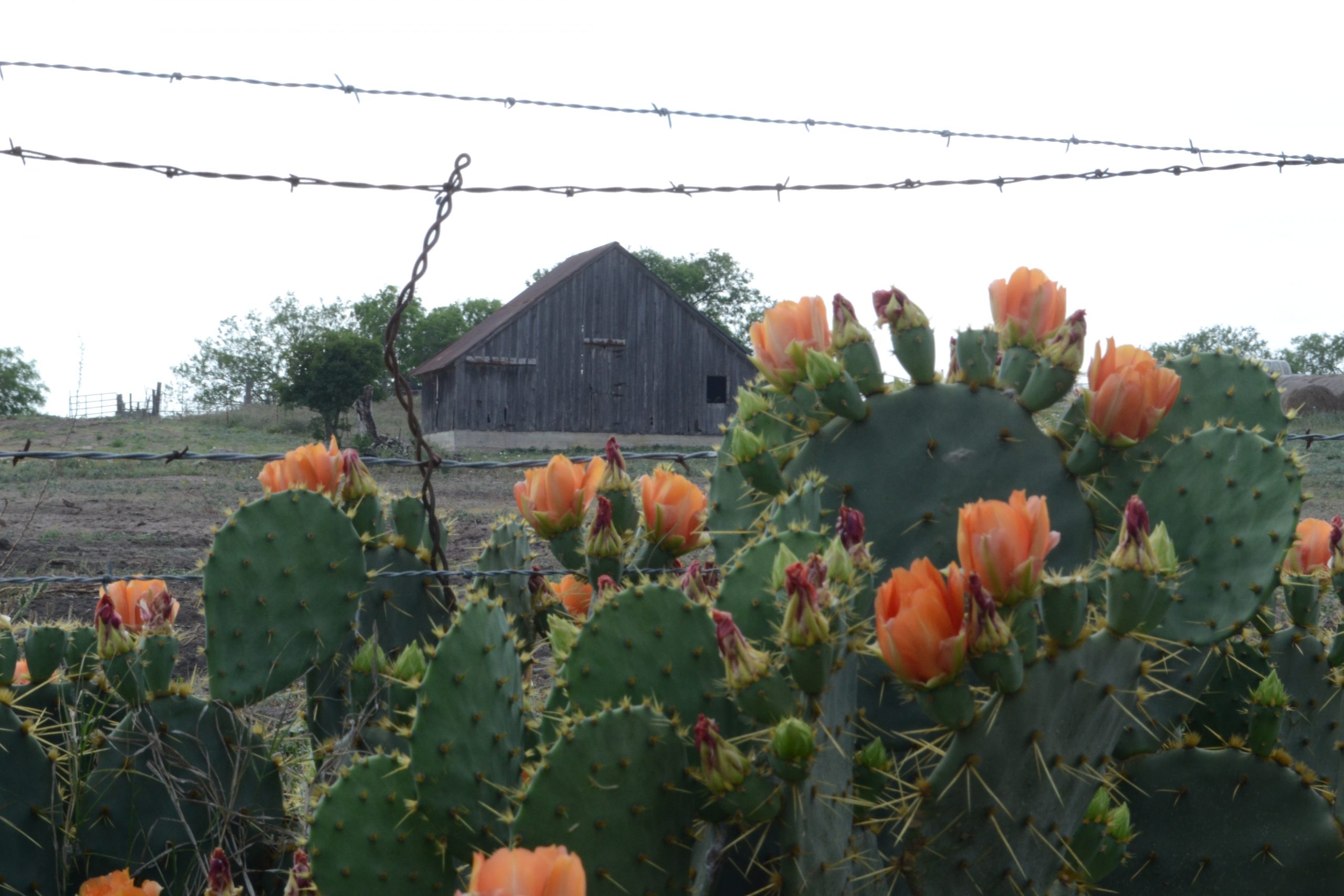 Farm & Ranch Supplies Available at Arcola Feed | Arcola, Texas