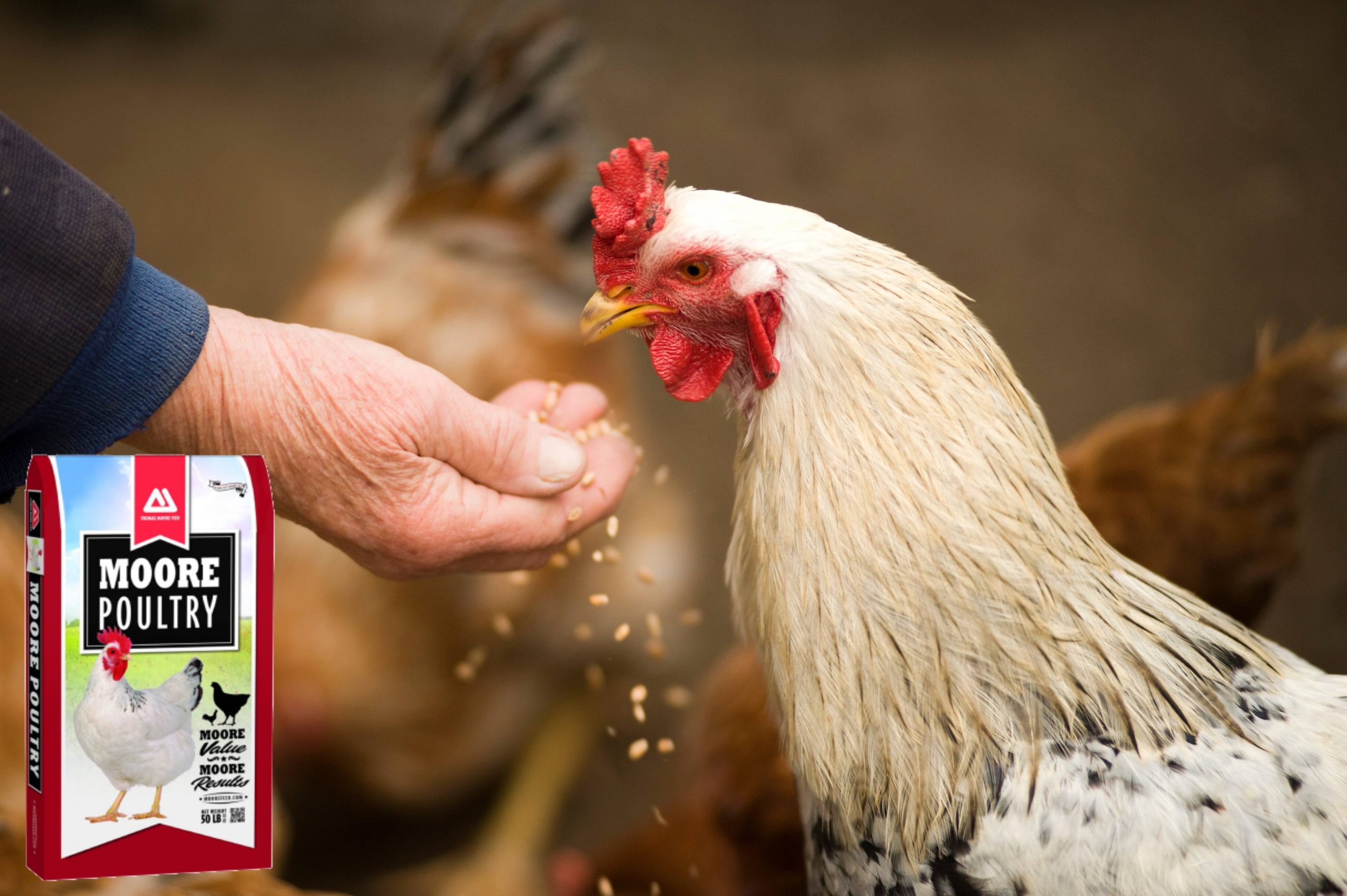 Sale on Thomas Moore Scratch 'N' More at Arcola Feed