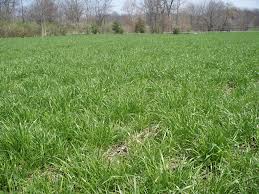 It's Time to Plant Ryegrass in Texas | Tips & Tricks on Ryegrass Here