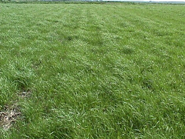 Annual Ryegrass Pasture