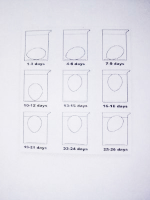 How to Tell if Your Eggs are Fresh - Arcola Feed