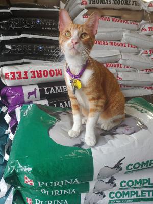 Timothy the Cat and the Importance of Pet Tags - Arcola Feed