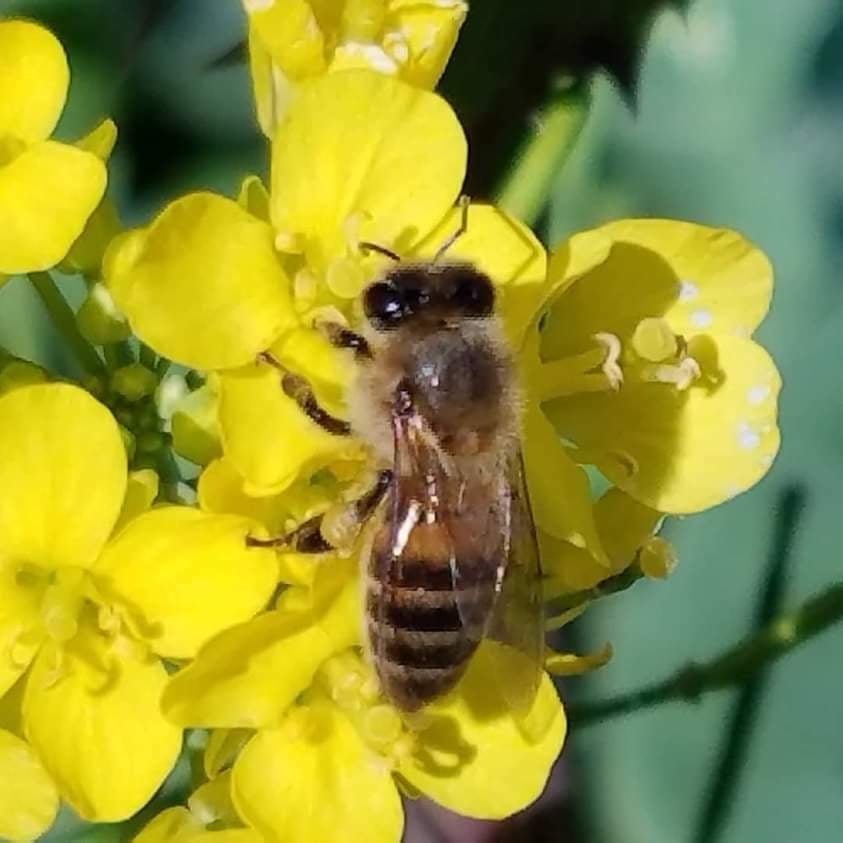 World Honey Bee Day - Arcola Feed - The Feed Scoop
