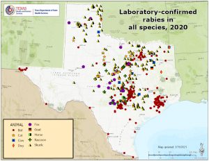 Rabies Vaccinations at Our Low Cost Clinic - Arcola Feed
