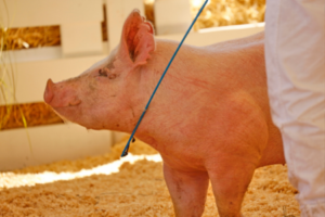 How to Adjust Gain in Show Pigs - Arcola Feed