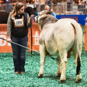 Show Day Prep - Focus Oral Calming Supplement - Arcola Feed