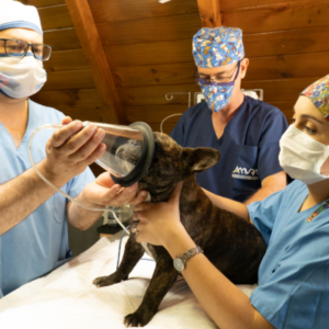 National Veterinary Technician Week - Arcola Feed