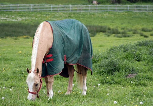 How To Properly Measure Horse Blankets - Arcola Feed