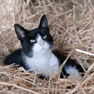 Barn Cats: Pest Control with Personality - Arcola Feed