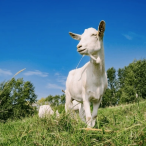 Managing External Parasites in Goats - Arcola Feed